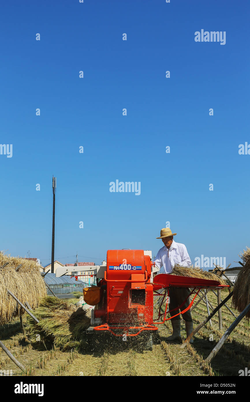 Harvesting rice hi-res stock photography and images - Alamy