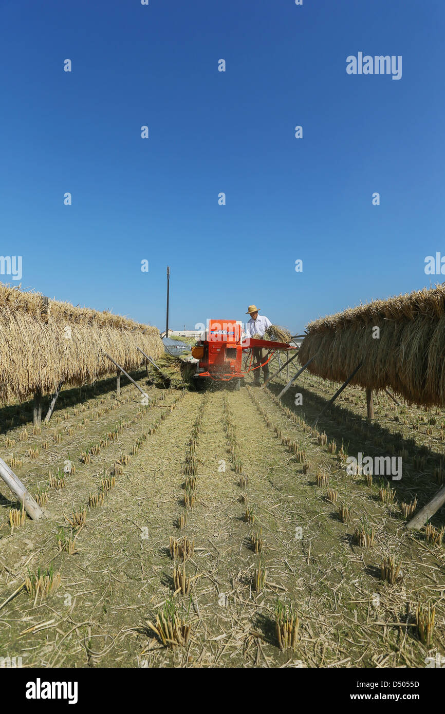 Japan Farmer Harvesting Rice Combine Stock Photos & Japan Farmer ...