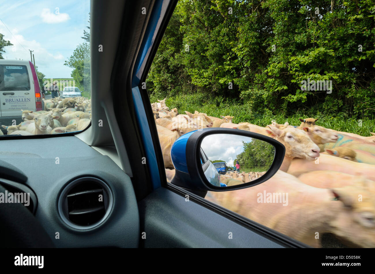 Herd sheep car hi-res stock photography and images - Alamy