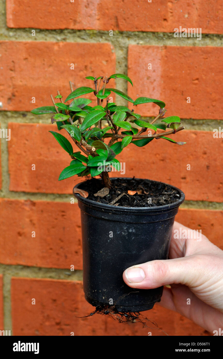 Myrtus ugni hi-res stock photography and images - Alamy