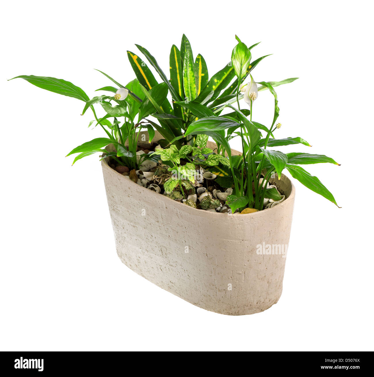 indoor plant in a pot Stock Photo - Alamy