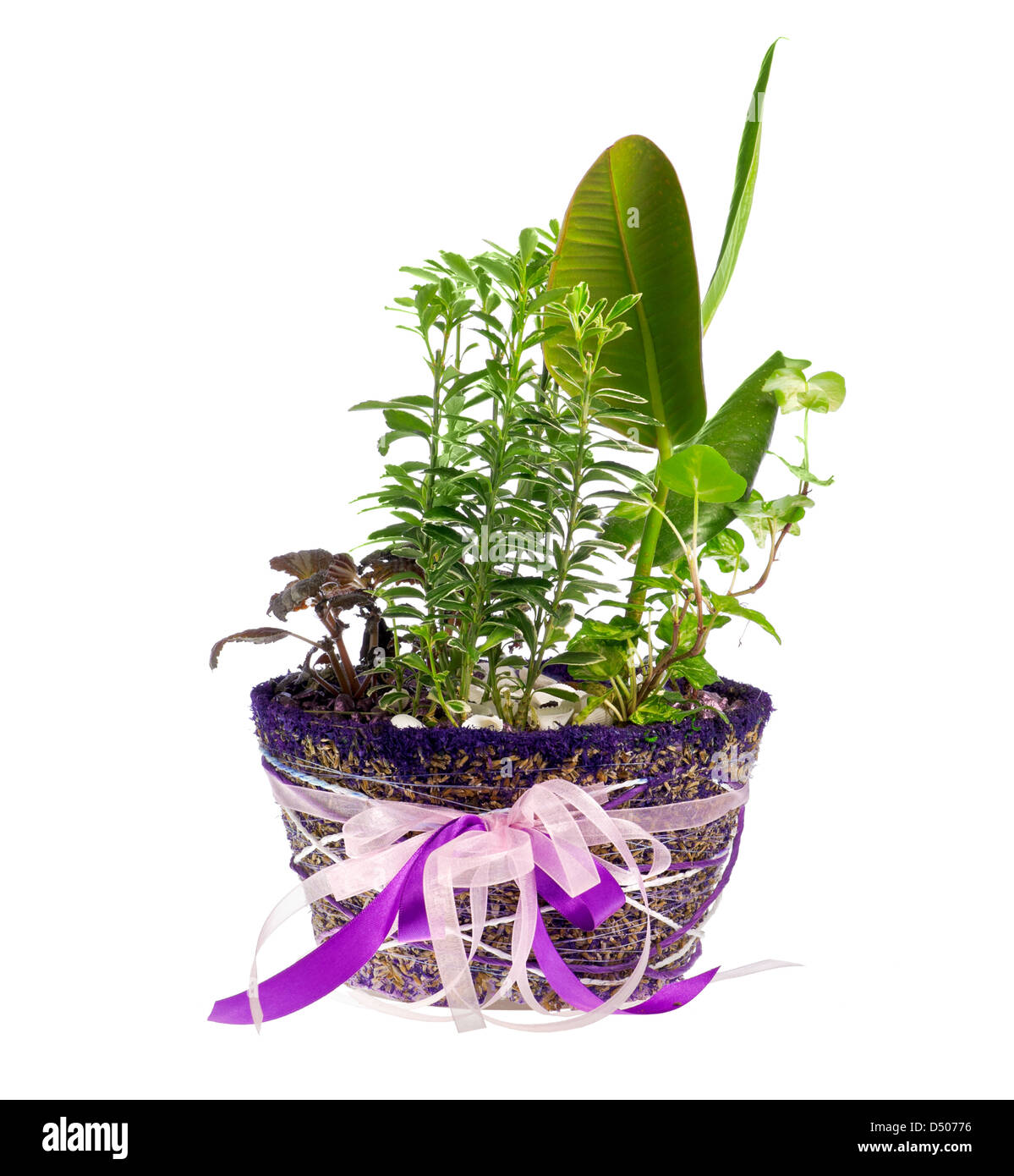 indoor plant in a pot Stock Photo - Alamy