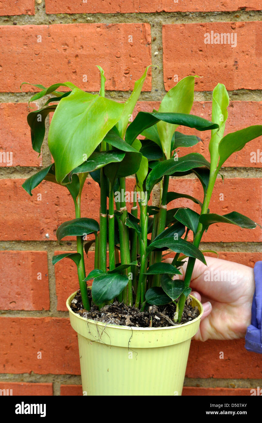 Cardamom leaf plant hi-res stock photography and images - Alamy