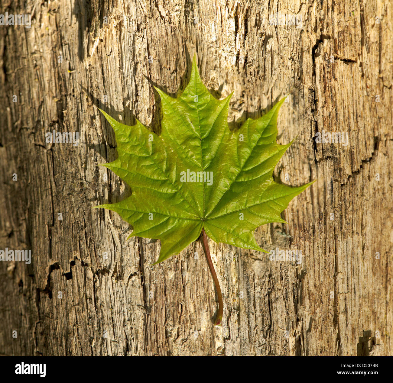 Group of maple trees hi-res stock photography and images - Alamy