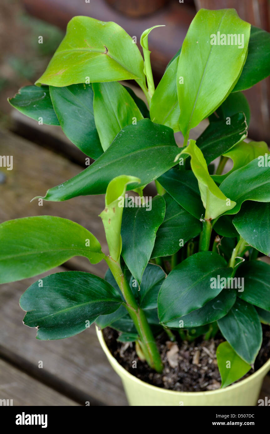 Cardamon plant hi-res stock photography and images - Alamy