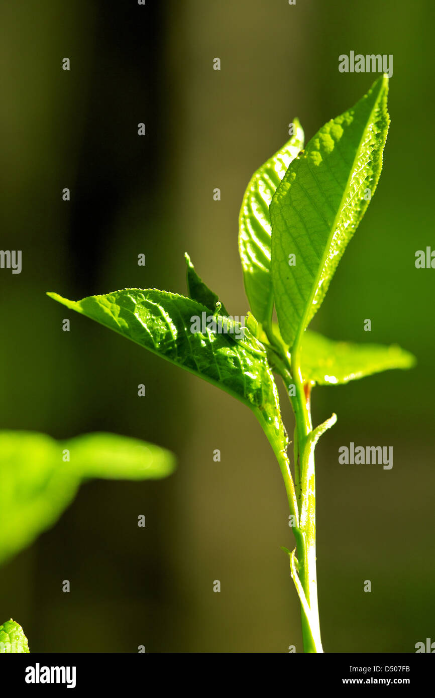 new leaf of the tree Stock Photo - Alamy