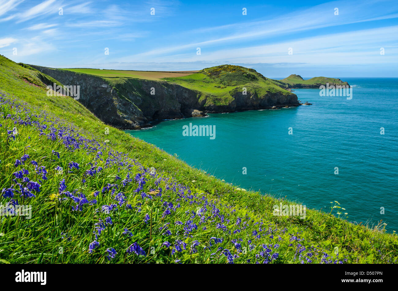 Wild flower pentire head near hi-res stock photography and images - Alamy