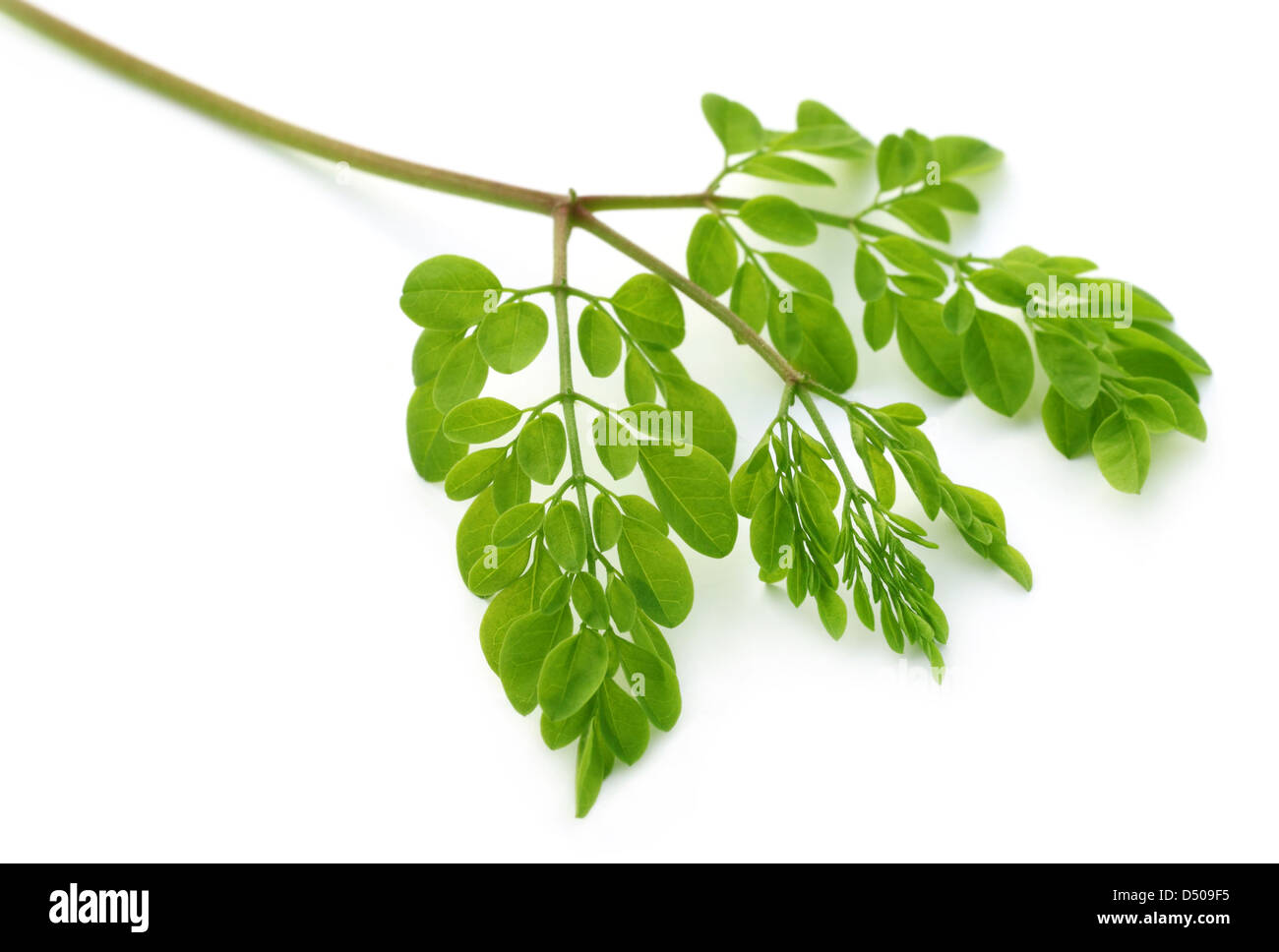 Sajna tree hi-res stock photography and images - Alamy