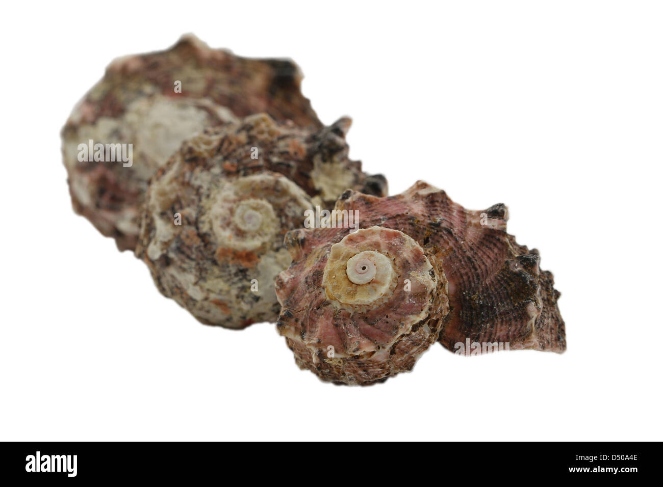 Old sea shells isolated on white, close up Stock Photo - Alamy