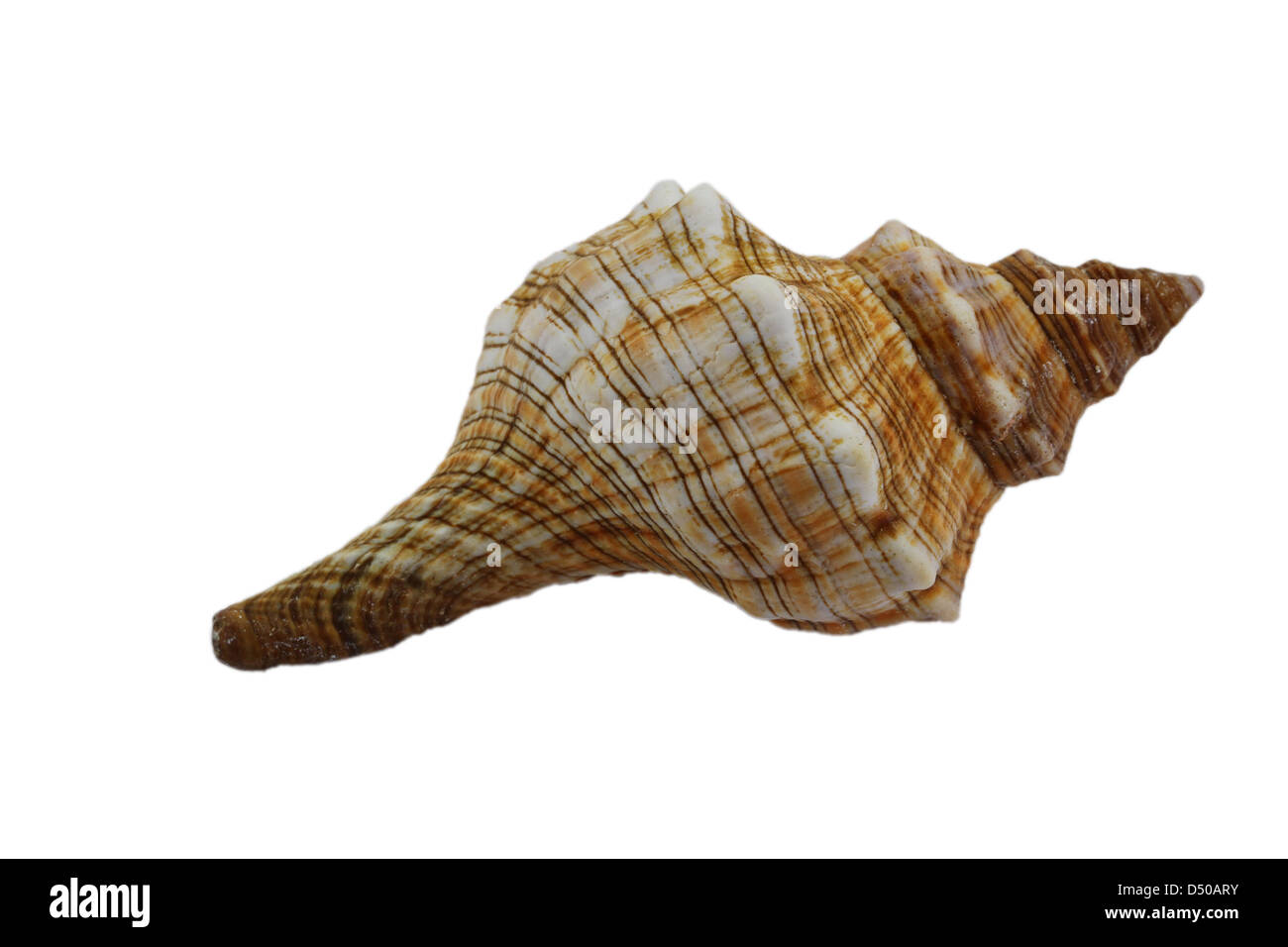 Close up on exotic hi-res stock photography and images - Alamy