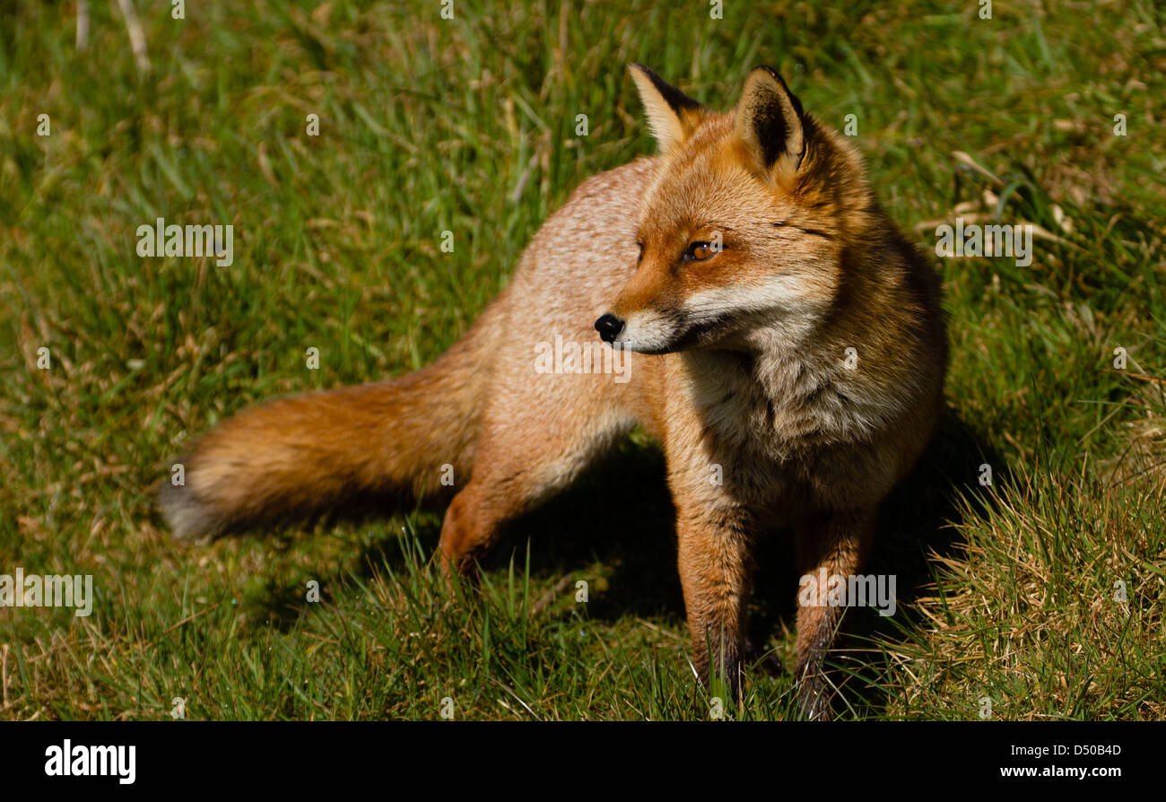 European Red Fox (Vulpes vulpes Stock Photo - Alamy