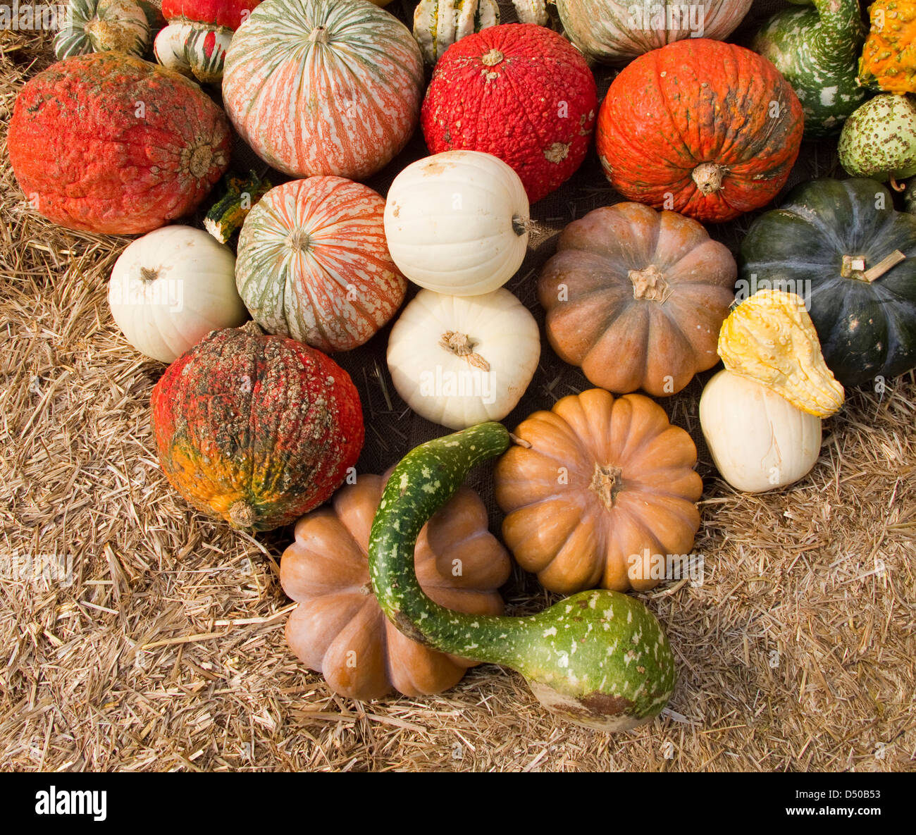 Display of pumpkins and gourds in triangle pattern Stock Photo - Alamy