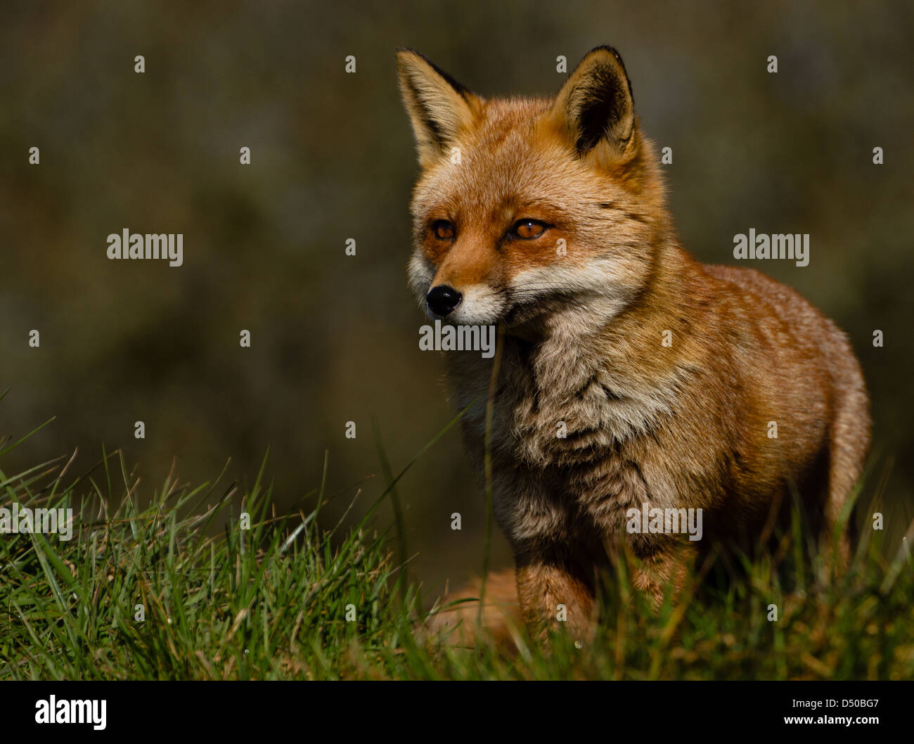 European Red Fox (Vulpes vulpes Stock Photo - Alamy