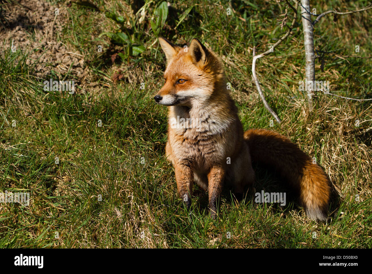European Red Fox (Vulpes vulpes Stock Photo - Alamy