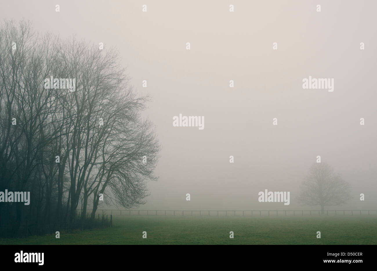 trees in fog Stock Photo - Alamy