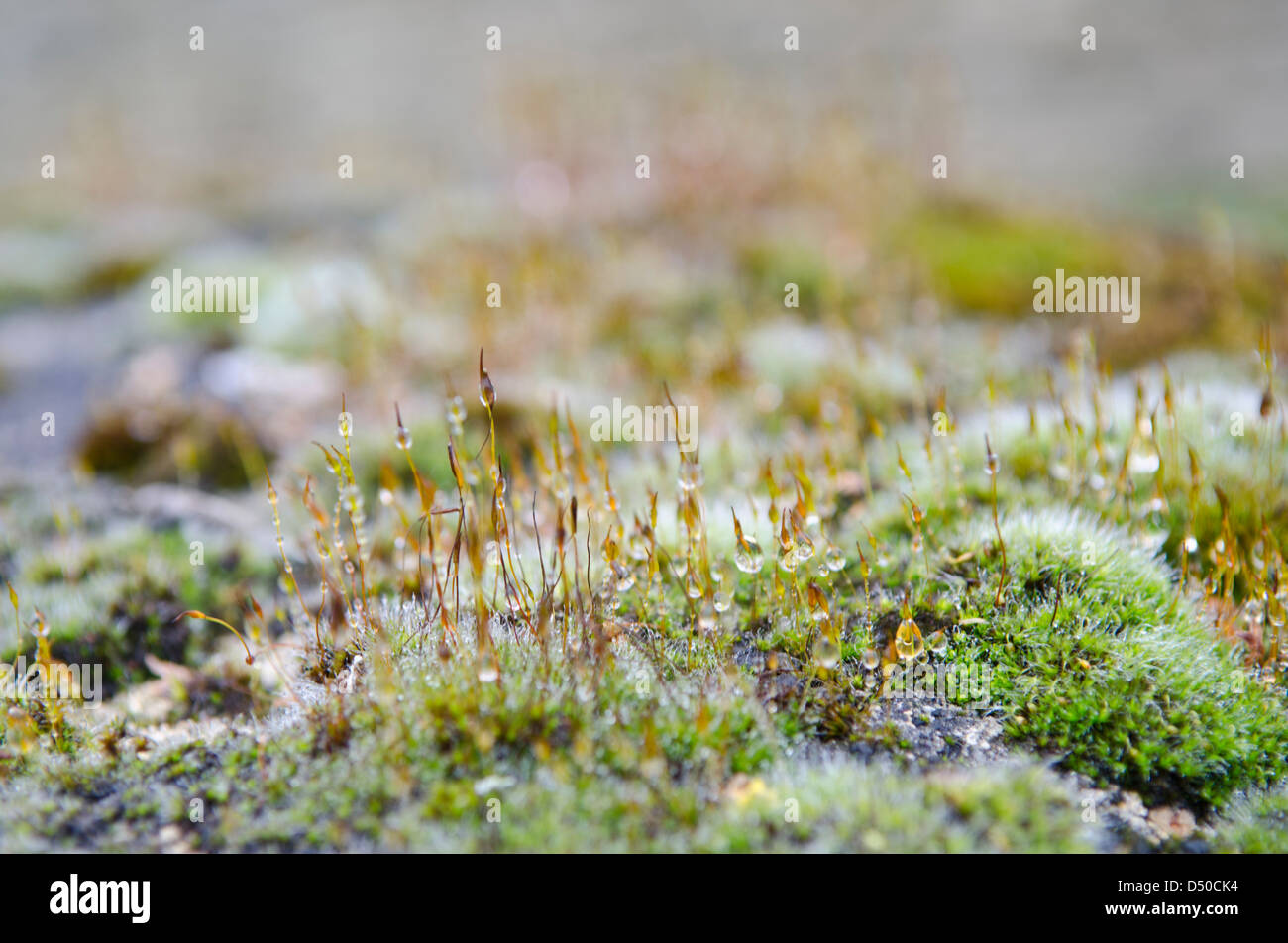 Moss covered in dew Stock Photo - Alamy