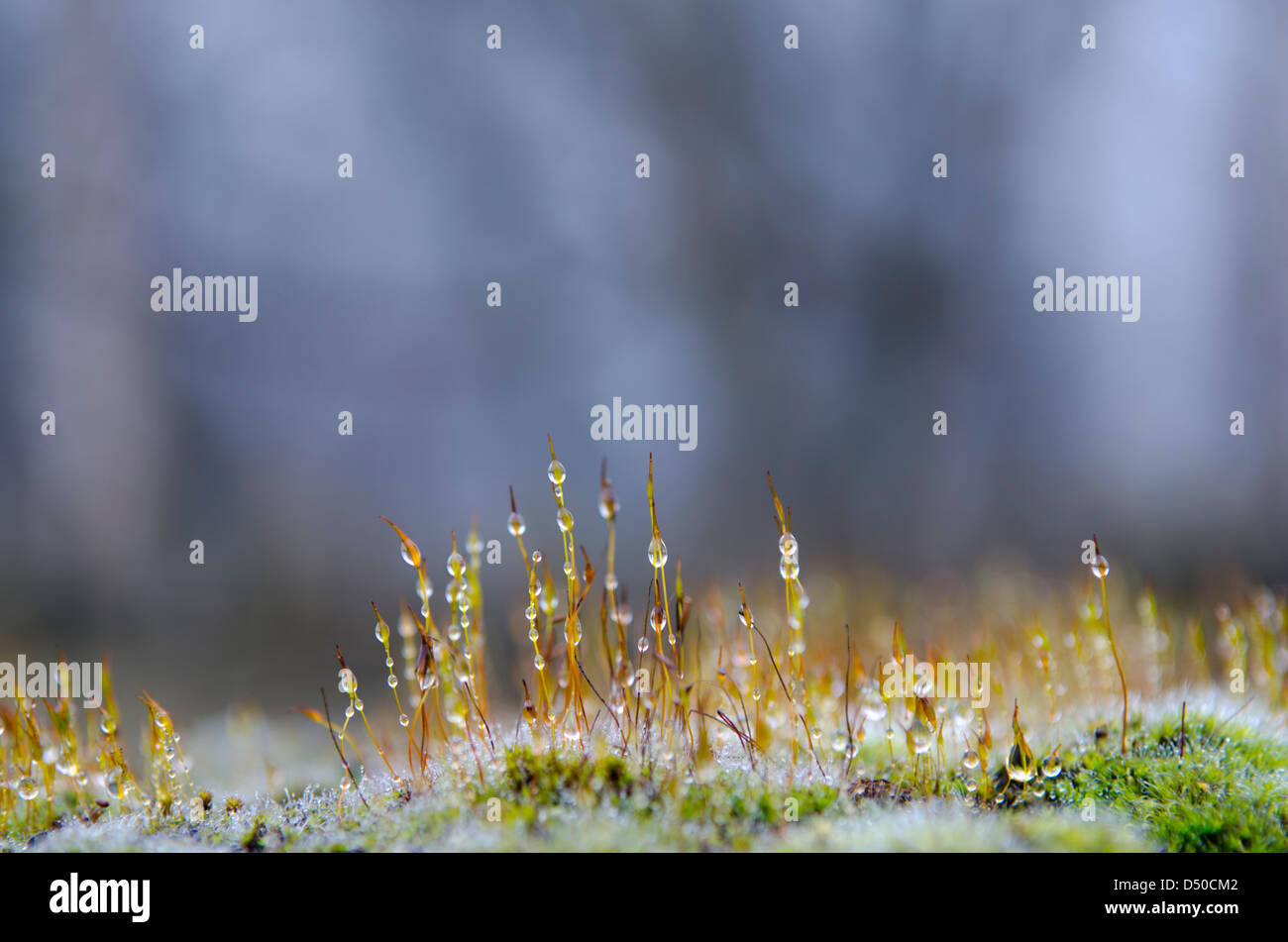 Moss covered in dew Stock Photo - Alamy
