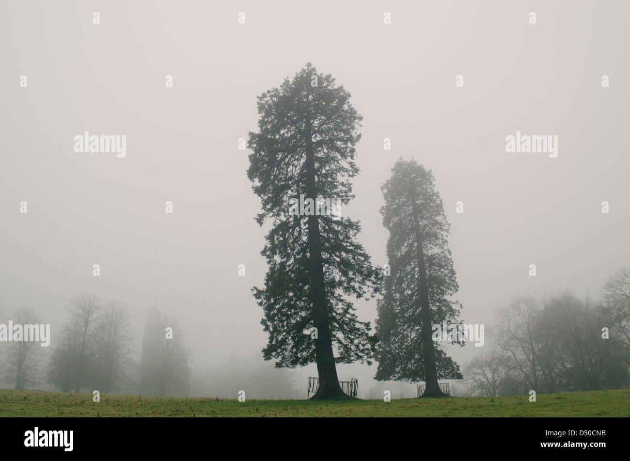 Fog with tree hi-res stock photography and images - Alamy