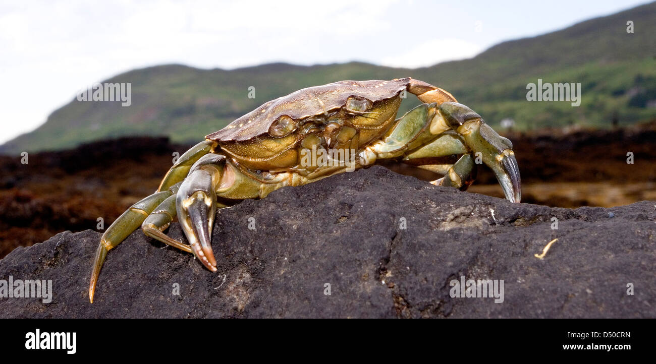 Crawling crab hi-res stock photography and images - Alamy