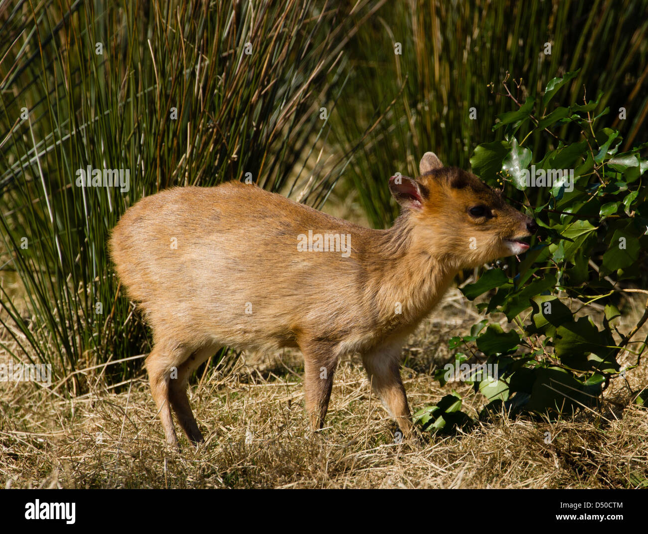 Juvenile Muntjac Deer (Muntiacus reevesi) also known as Barking Deer ...
