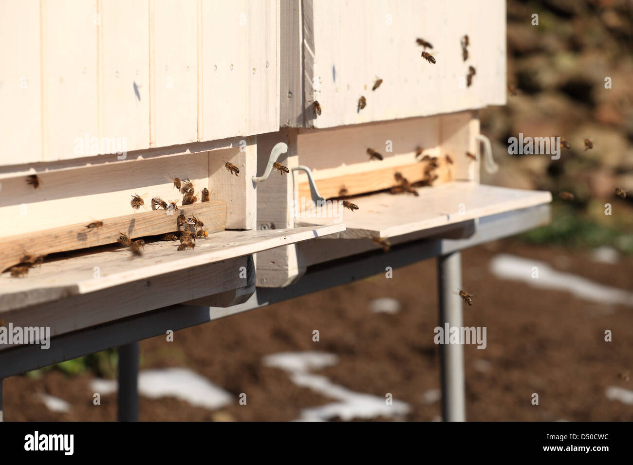 Flying European honey bees (Apis mellifera) aproaching bee hive ...