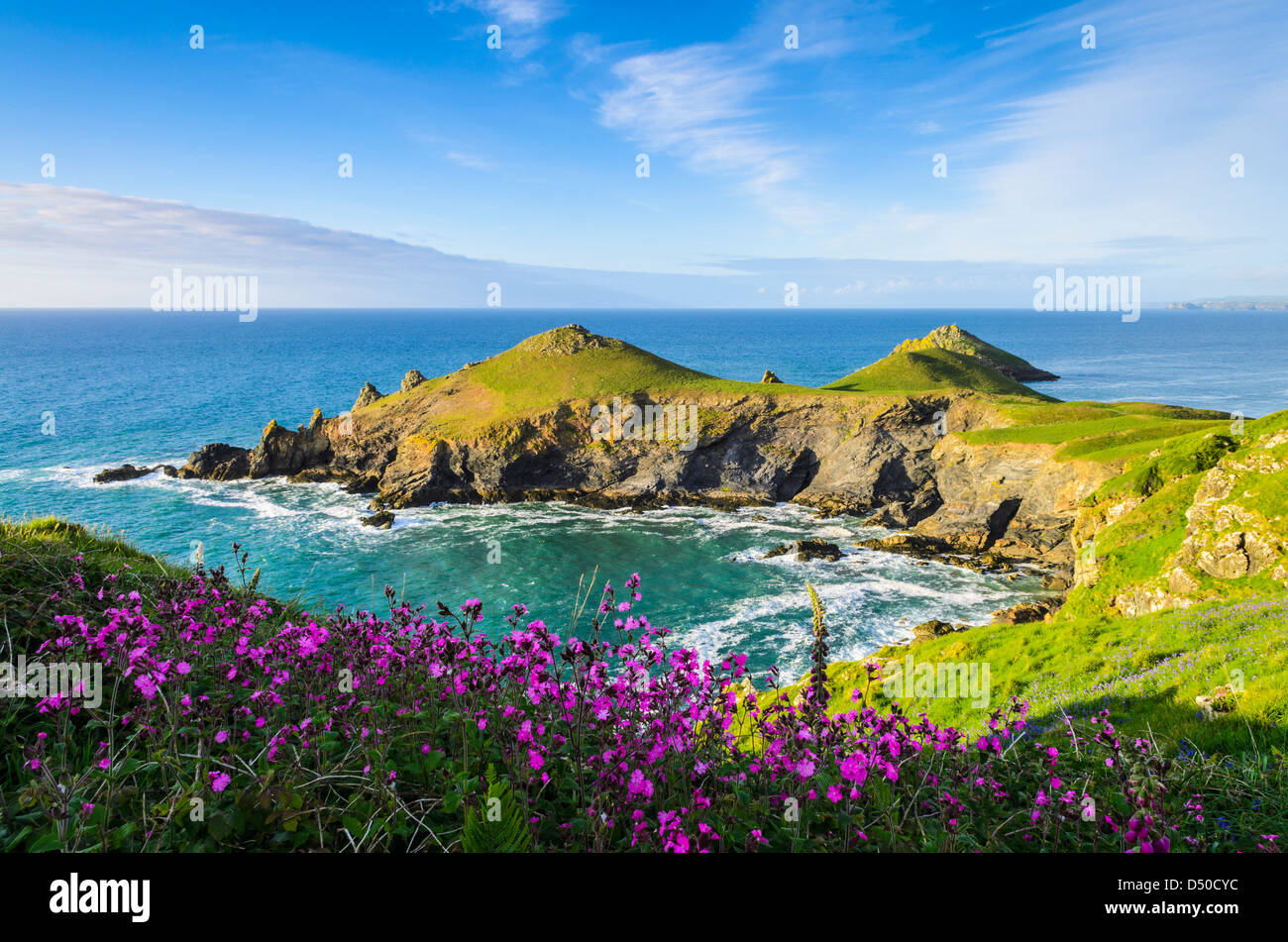 Red Campion growing on on the Pentire Headland overlooking Rumps Point ...