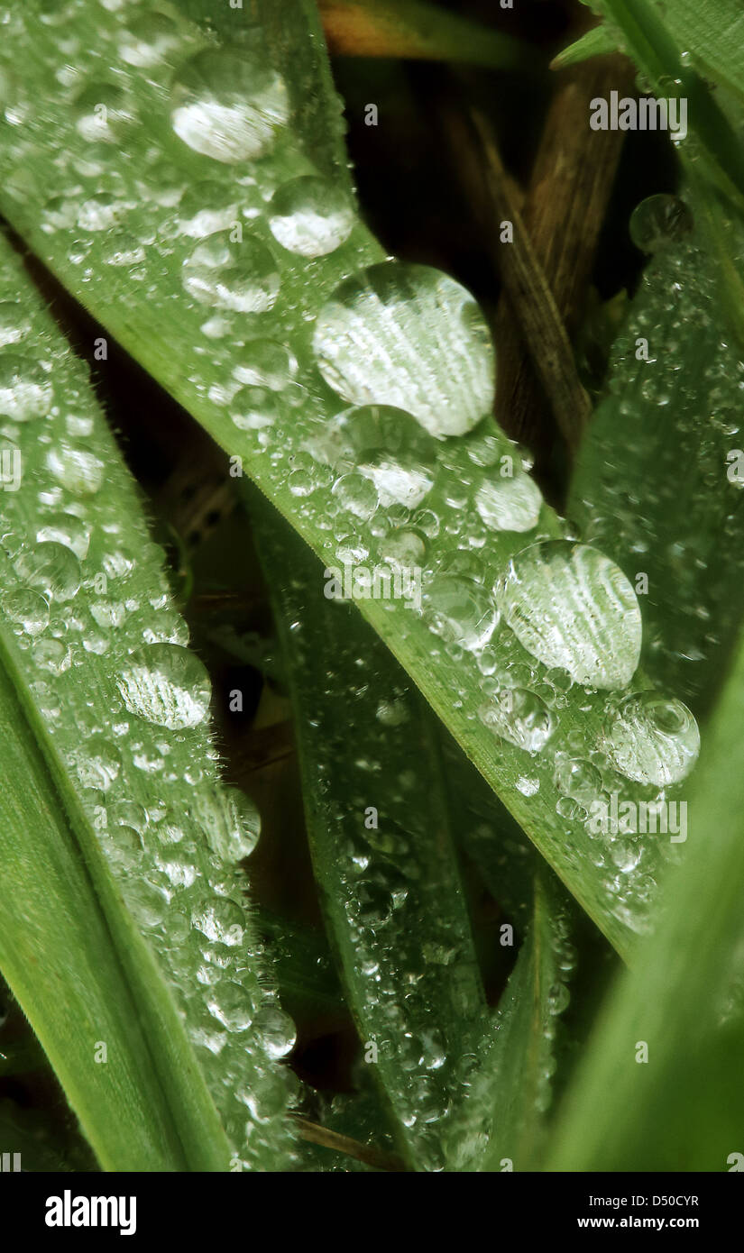 texture of green grass with dew, background Stock Photo - Alamy