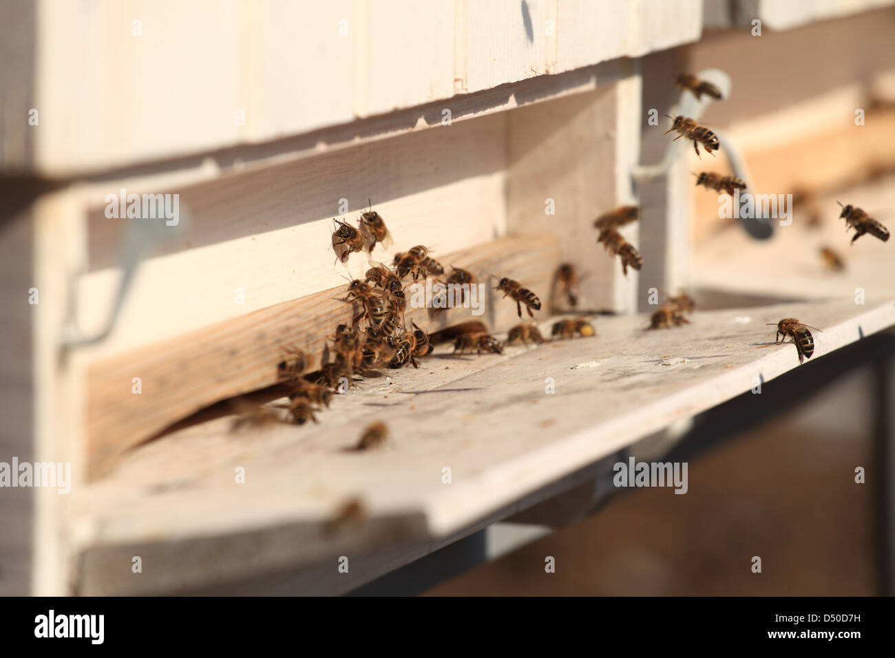 Flying European honey bees (Apis mellifera) aproaching bee hive ...
