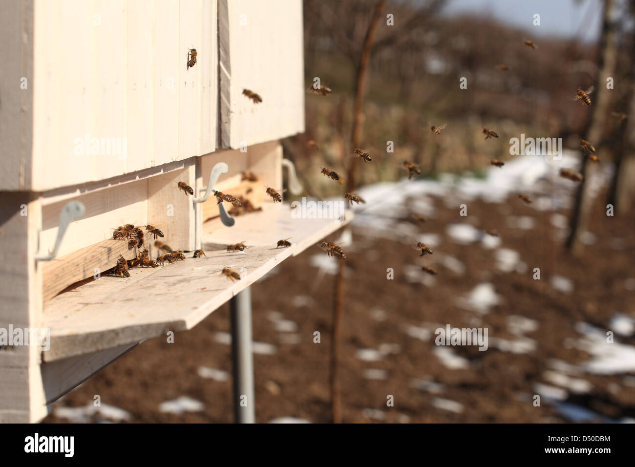 Flying European honey bees (Apis mellifera) aproaching bee hive ...
