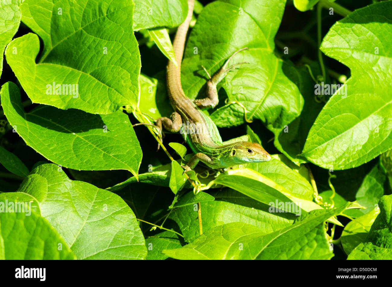 Small lizard species hi-res stock photography and images - Alamy
