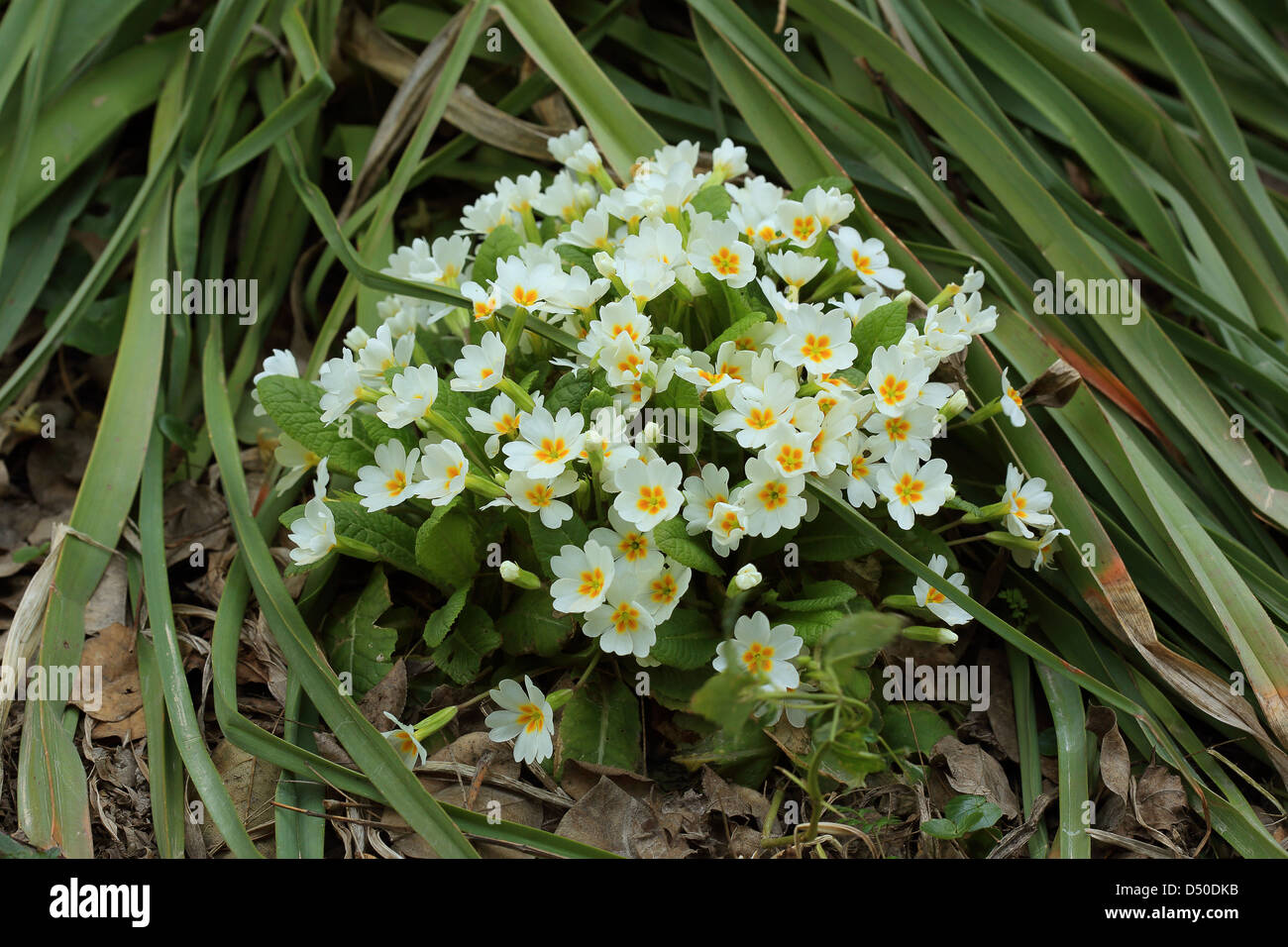 Flowering white primula (Рrimula vulgaris Stock Photo - Alamy