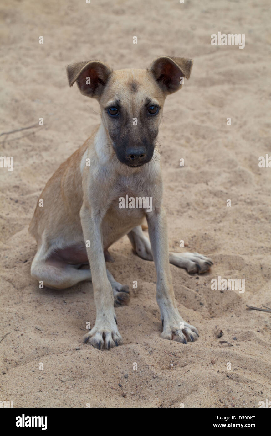Can Bush Dogs Be Domesticated