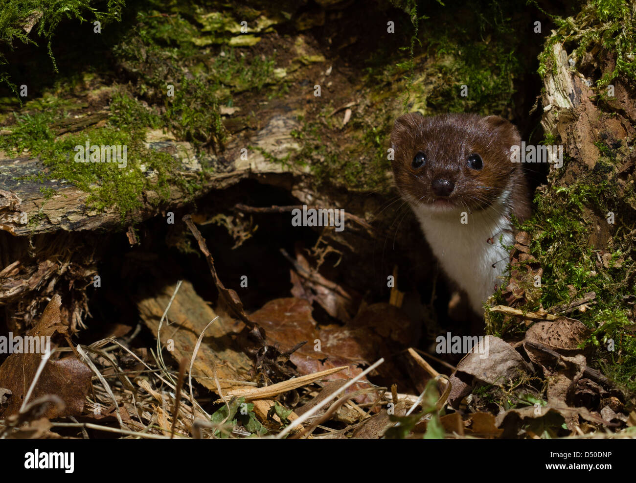 Weasel (Mustela nivalis) emerging from mossy dead tree Stock Photo - Alamy