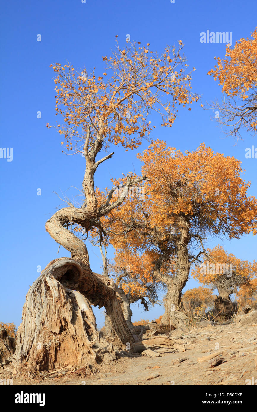 Poplar trees in autumn Stock Photo - Alamy