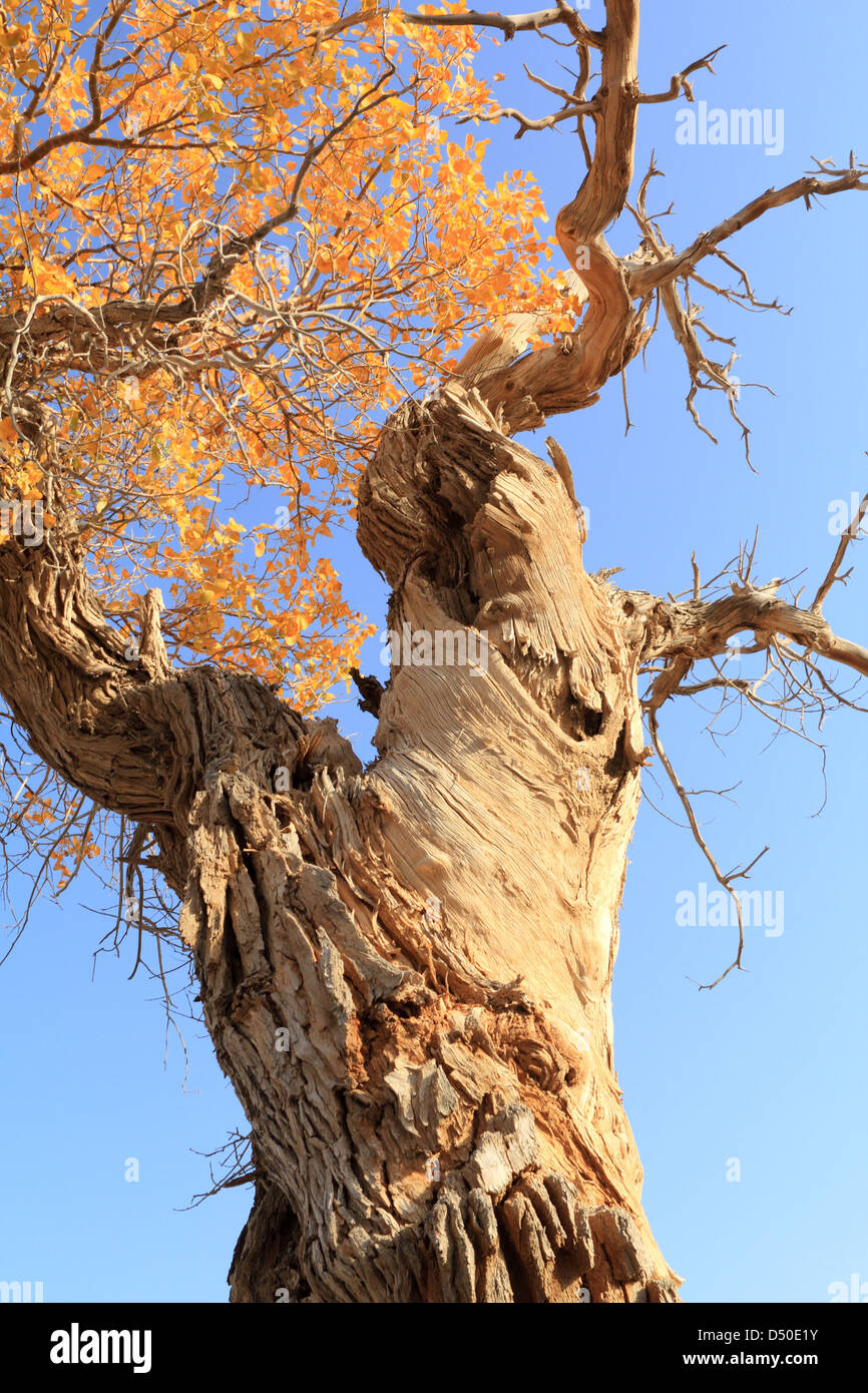 Poplar trees china hi-res stock photography and images - Alamy