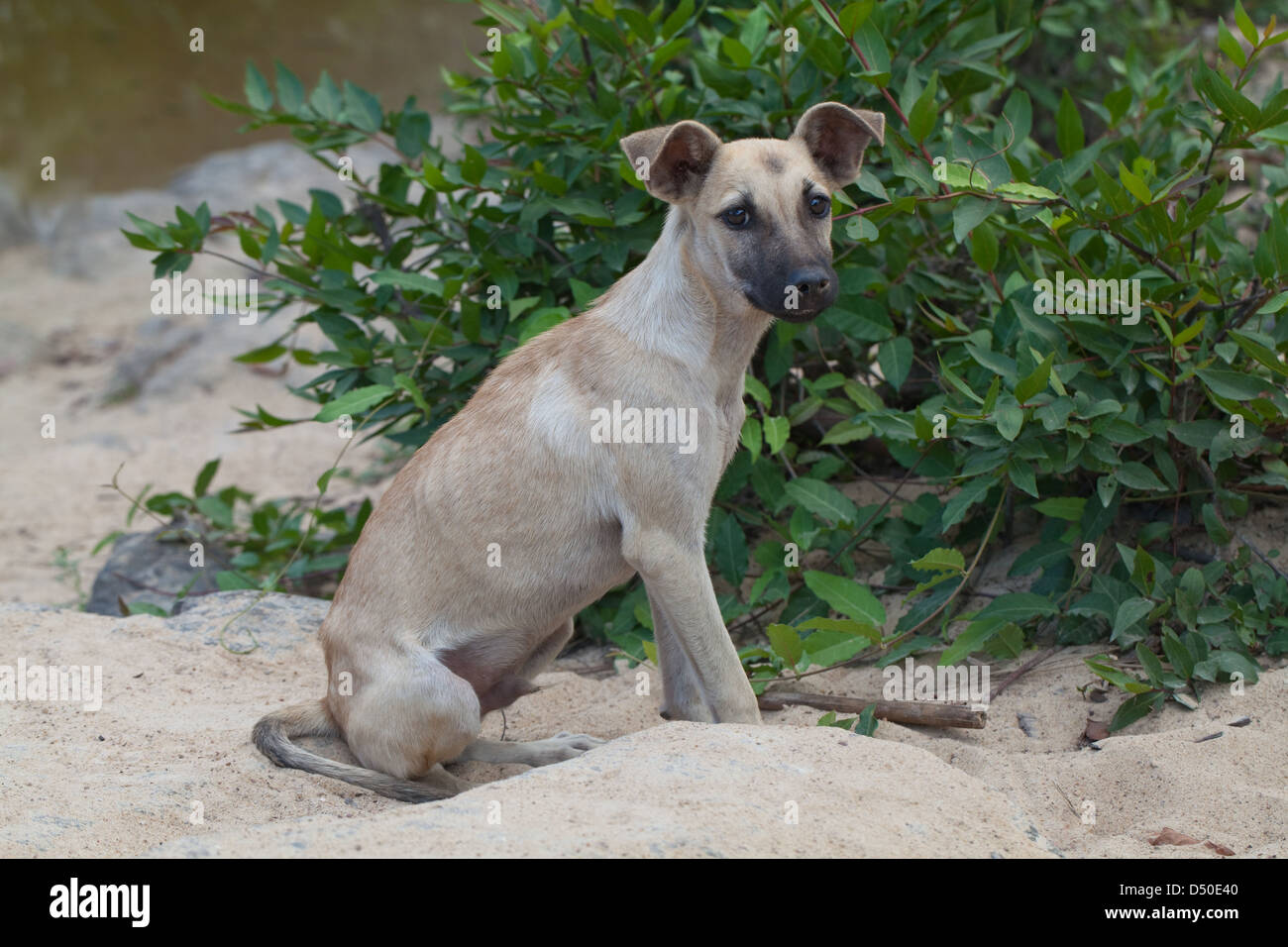 Domestic Village "Bush Dog" (Canis lupus familiaris). Here in Guyana ...