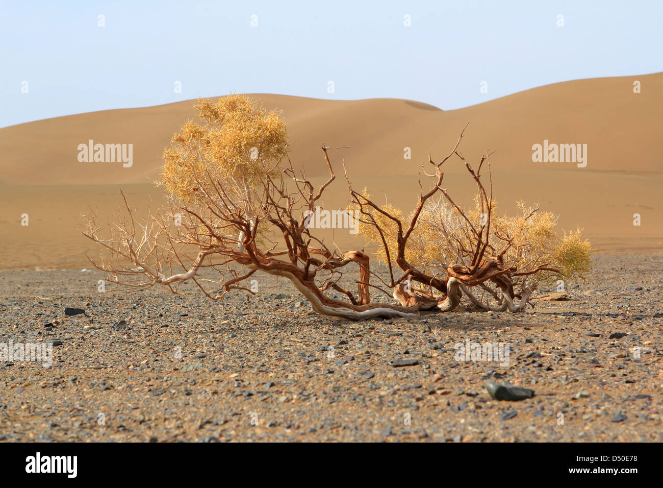 Desert poplar hi-res stock photography and images - Alamy
