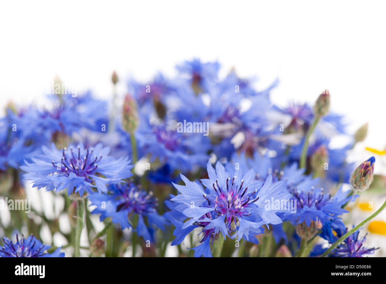 blue cornflower flowerheads isolated on white Stock Photo - Alamy