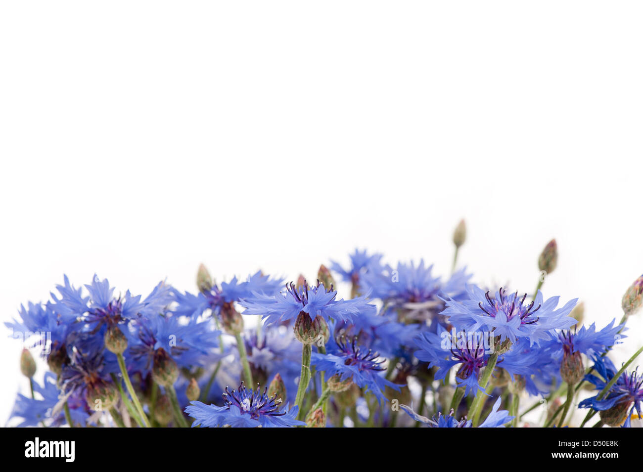 blue cornflower flowerheads isolated on white Stock Photo - Alamy