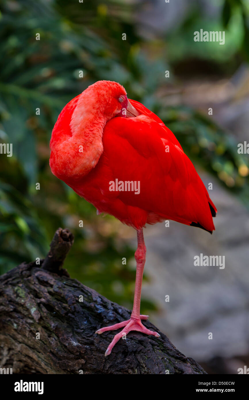 Sleeping ibis hi-res stock photography and images - Alamy