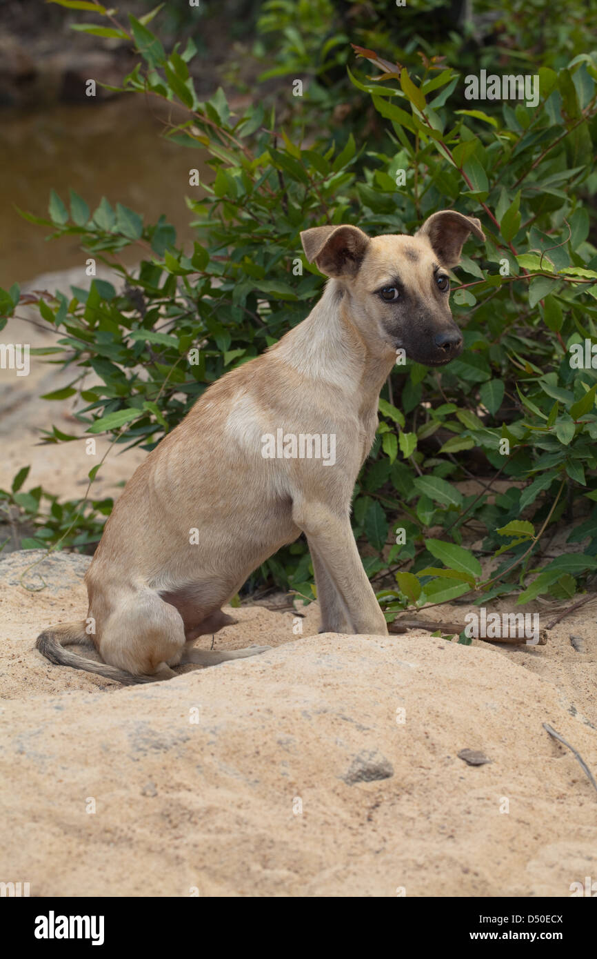 Domestic Village "Bush Dog" (Canis lupus familiaris). Here in Guyana ...