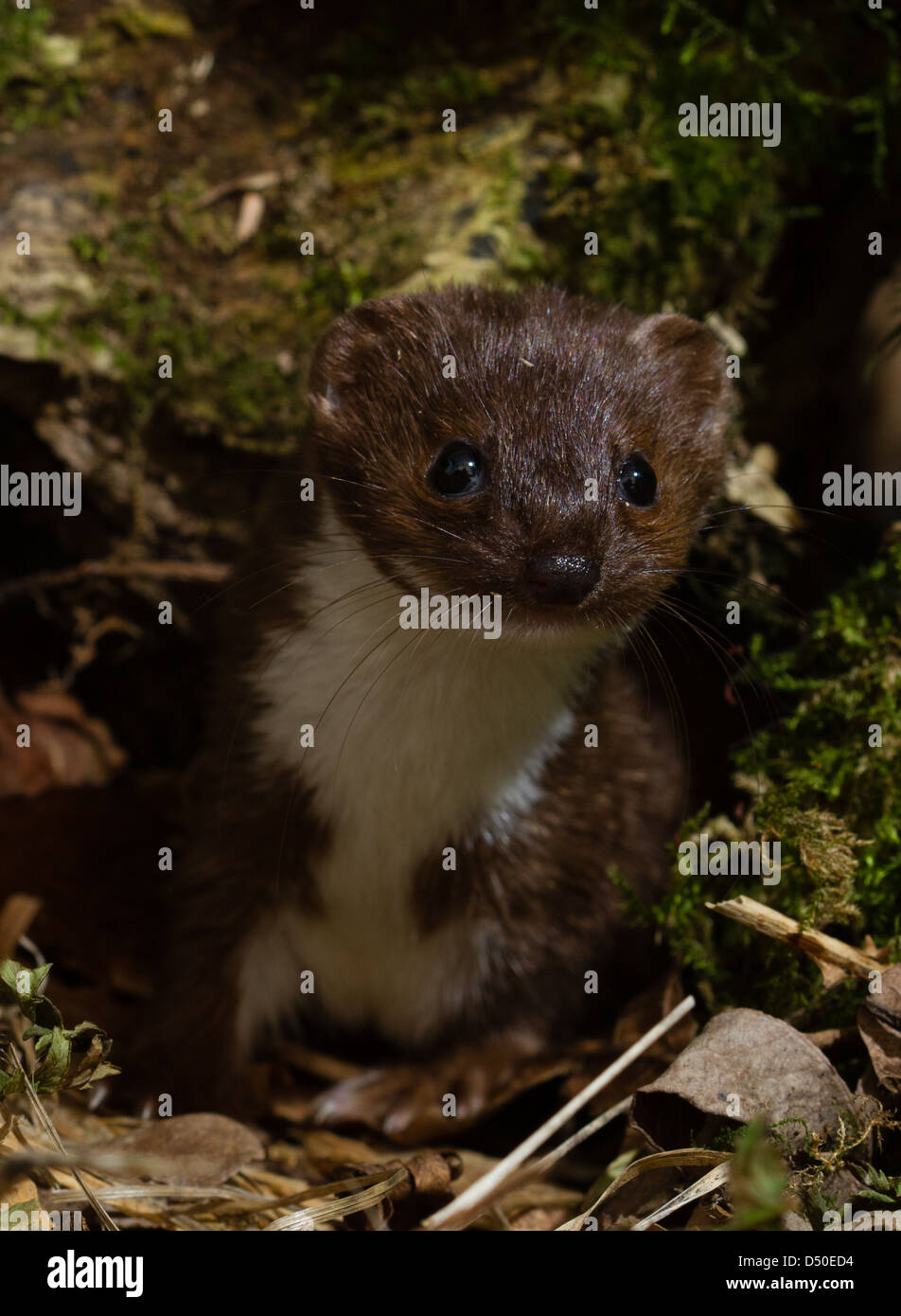 Dead weasel hi-res stock photography and images - Alamy