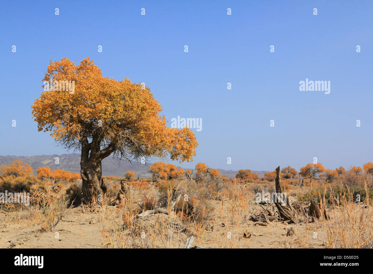 Poplar trees china hi-res stock photography and images - Alamy