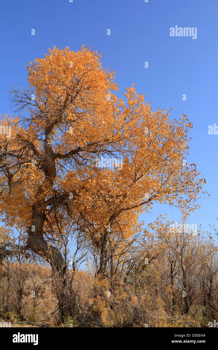 Poplar trees in autumn Stock Photo - Alamy