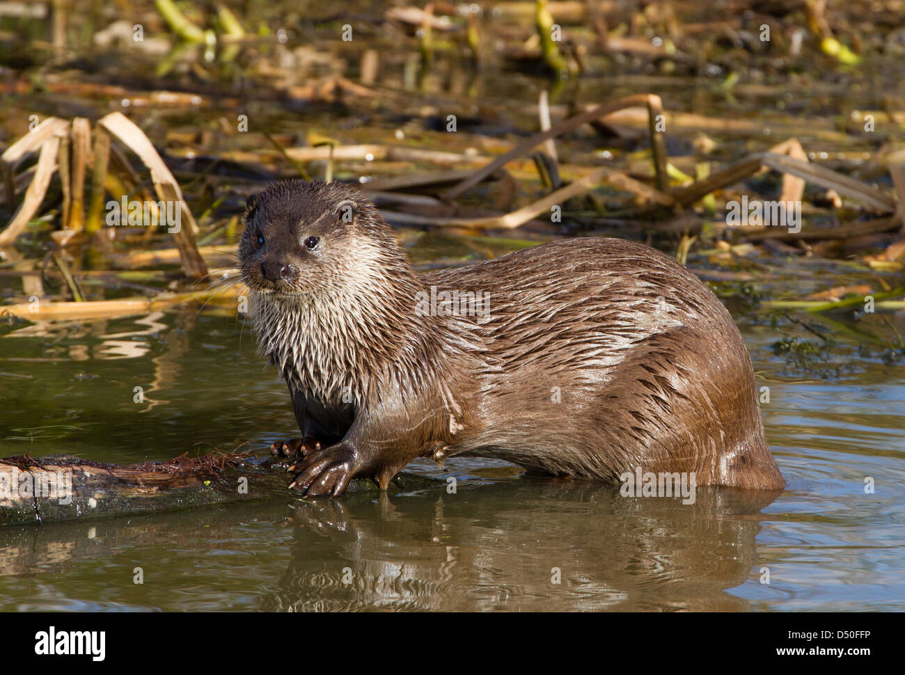Lutrine hi-res stock photography and images - Alamy
