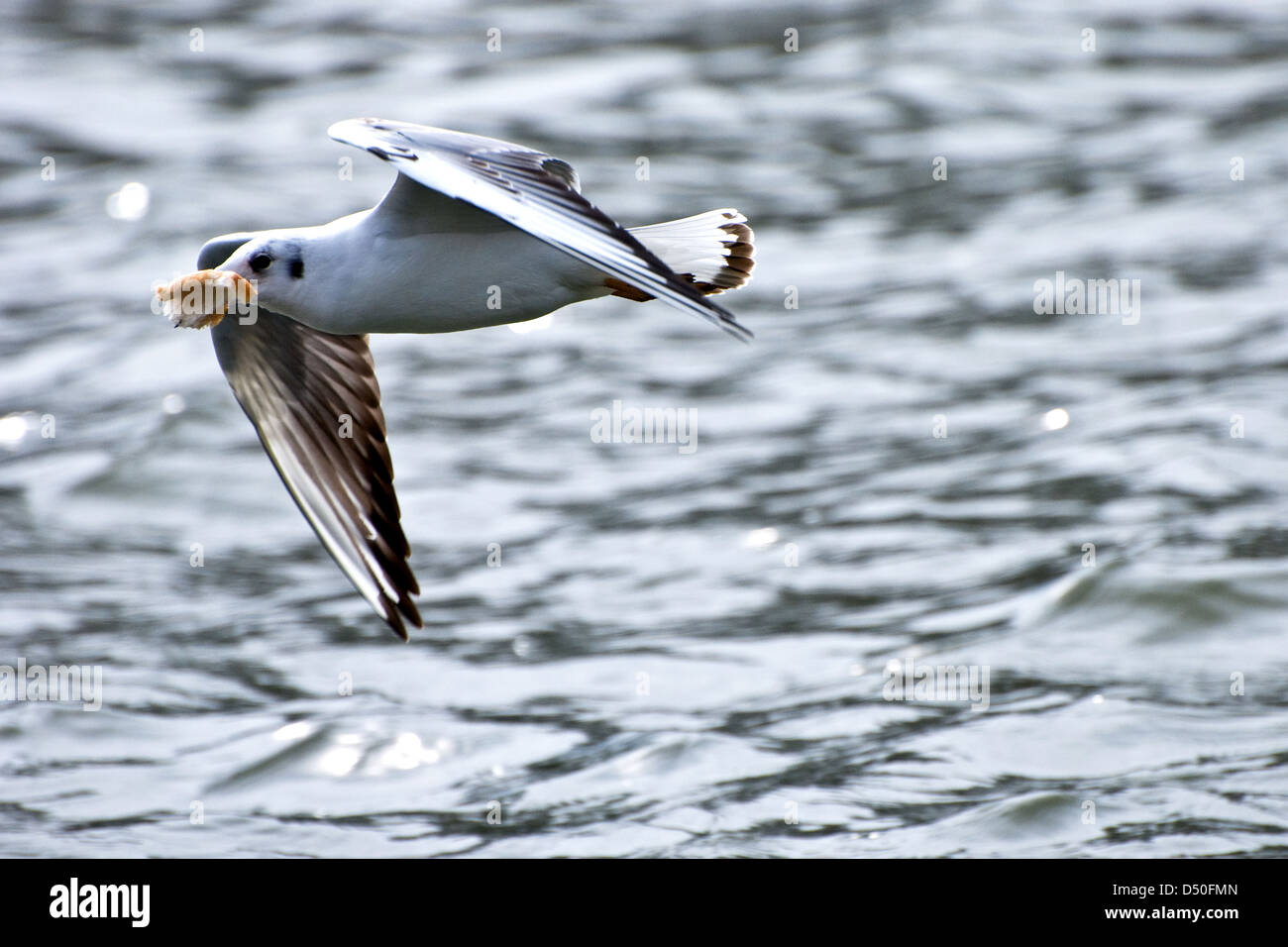 Black Headed gull in flight Stock Photo - Alamy
