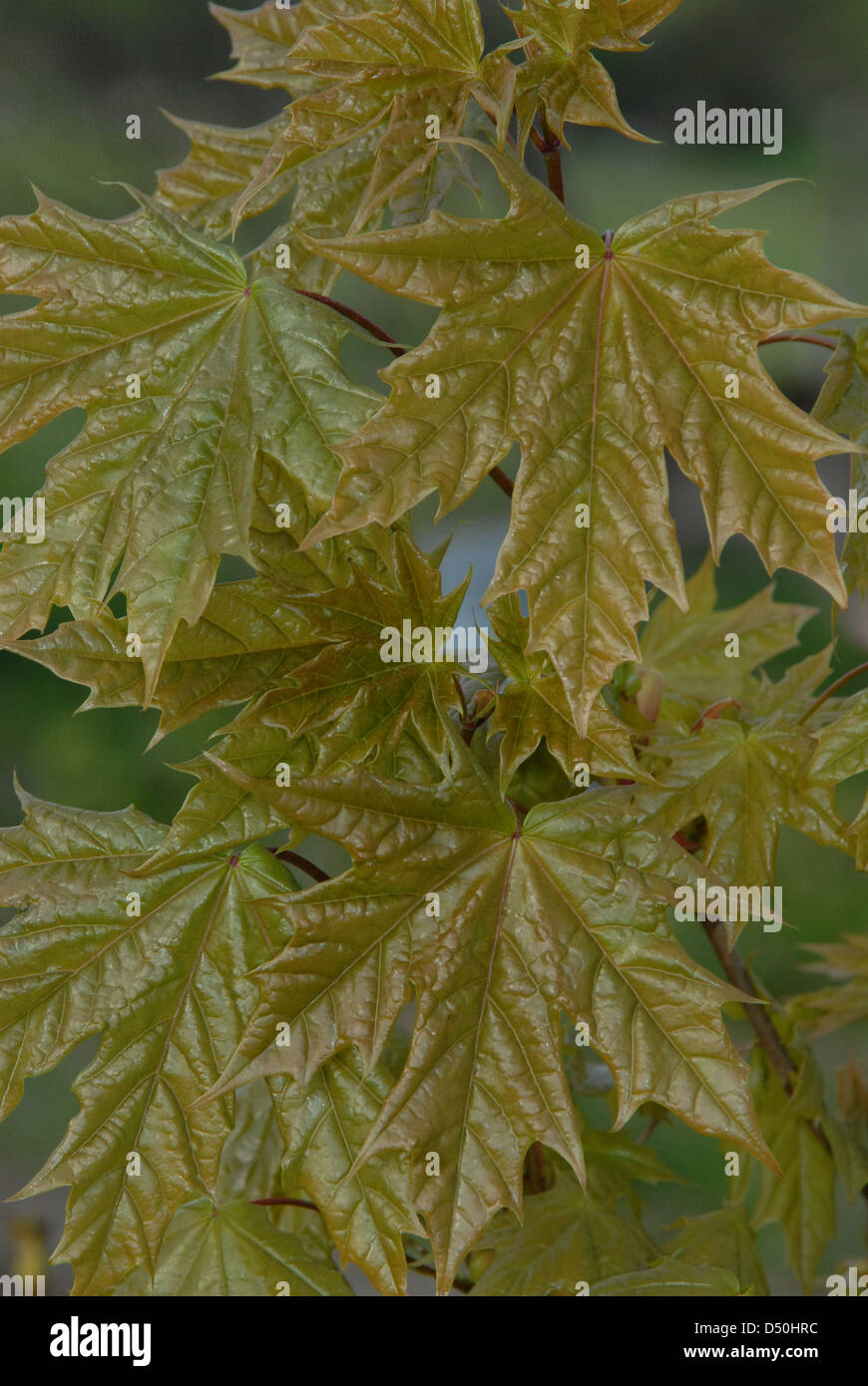 Phylogeny hi-res stock photography and images - Alamy