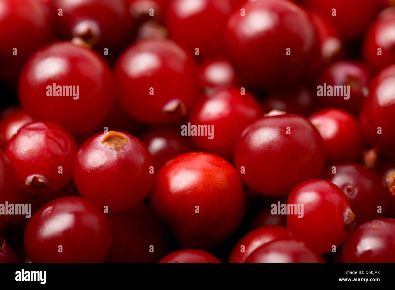 red cranberries background Stock Photo - Alamy