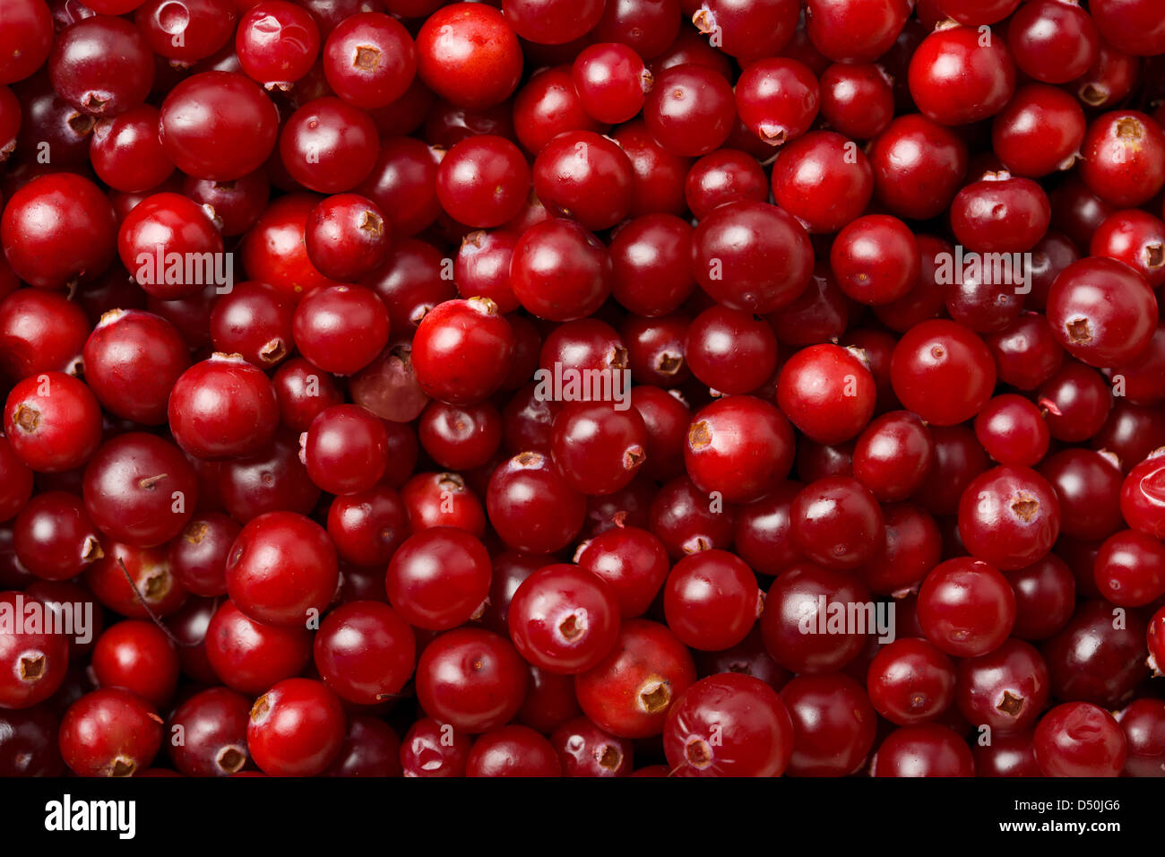 red cranberries background Stock Photo - Alamy