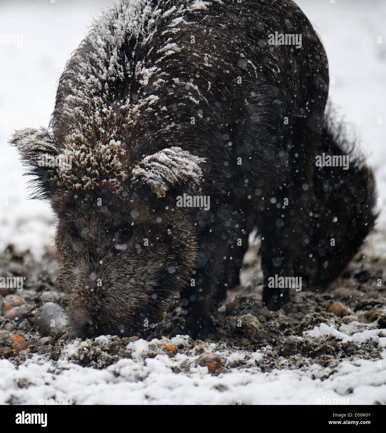 A wild pig digs in the snow for food at the wild park in Mannheim ...